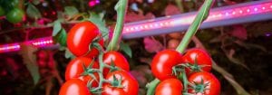 Horti calculation | Philips lighting
