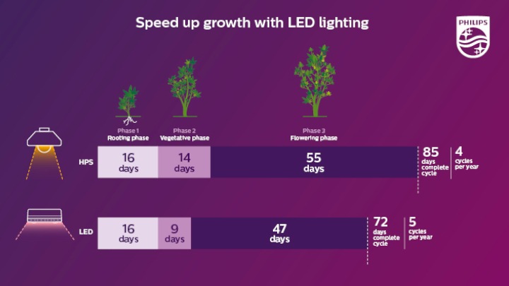 Can you increase yields for medical cannabis with LED lighting ...